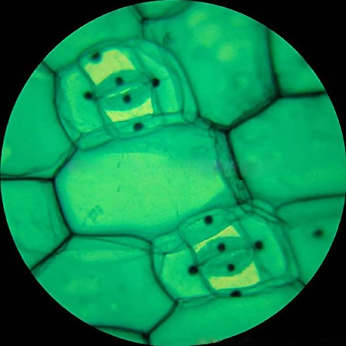 AmScope B100B-MS Compound Binocular Microscope, 40X-2000X Magnification, Brightfield, Tungsten Illumination, Abbe Condenser, Mechanical Stage