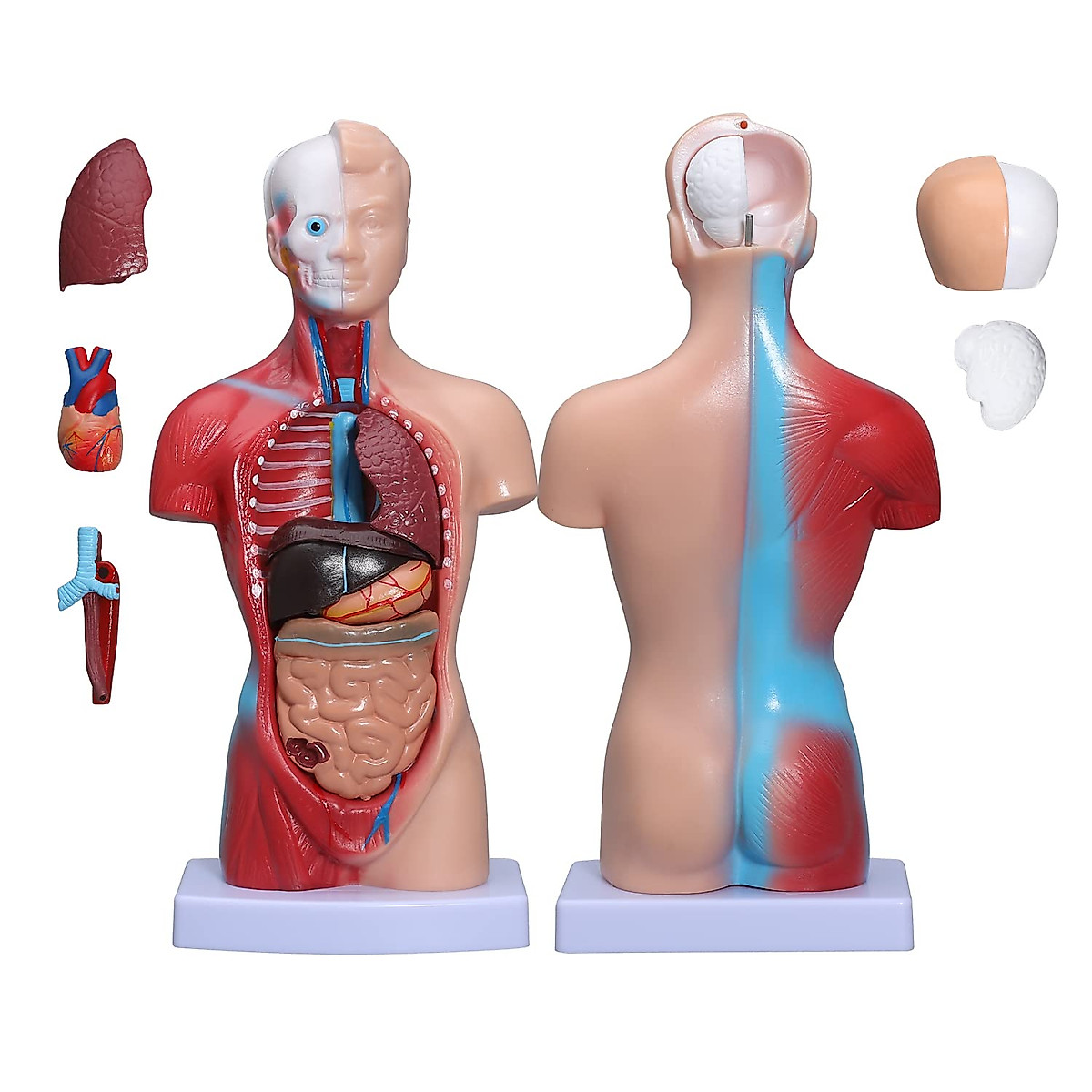 faruijie Human Anatomy Torso Model 10.5 Inch Anatomical Assembly Model of Human Organs 14 PCS Removable Organs School Medical Education Display with Detailed Installation Manual
