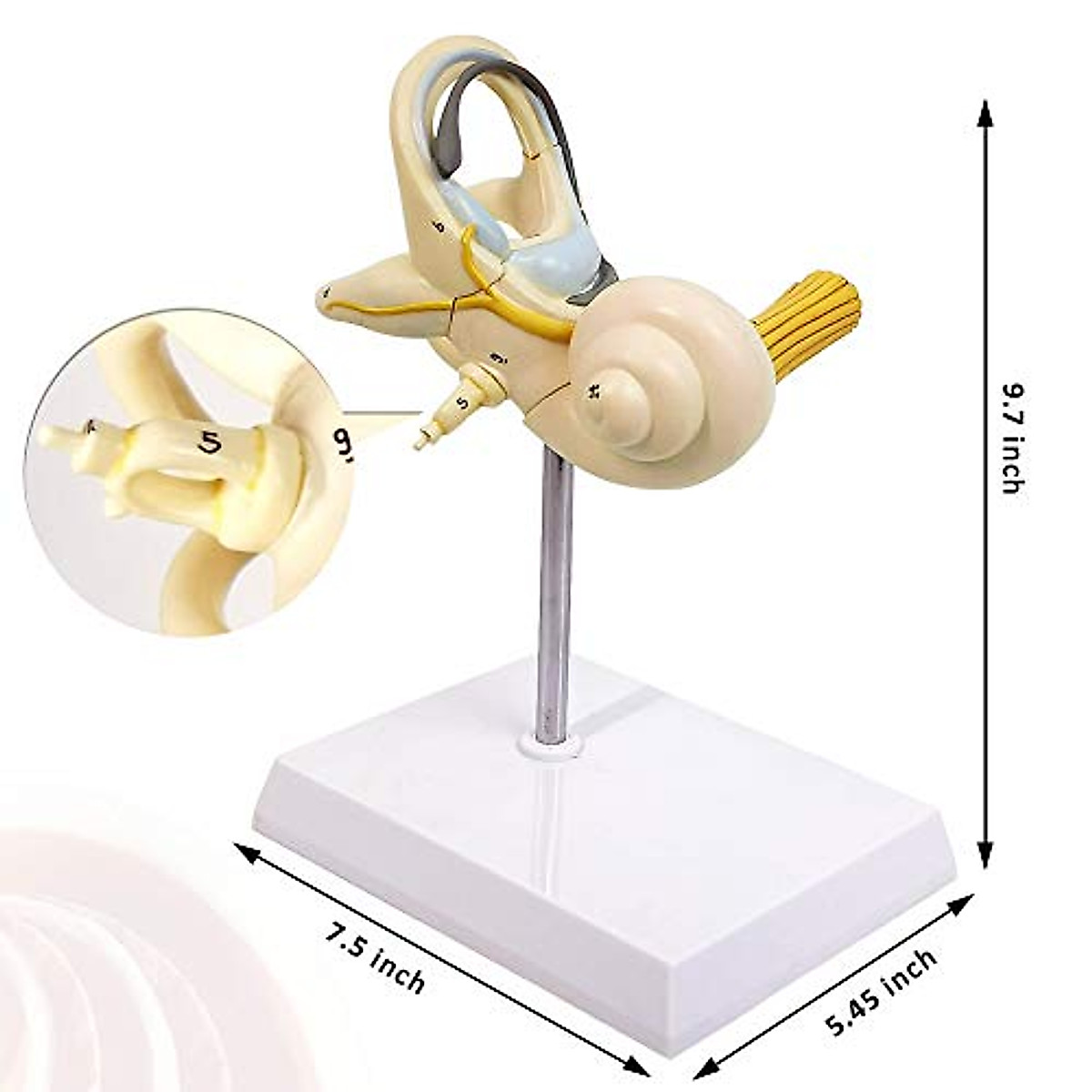 Inner Ear Model Labyrinth Model 2 Part 8X Cochlea Semicircular Canal & Vestibule Open Medical Anatomical Ear Internal Structure Model Human Organ Anatomical Model for Medical Study Display Teaching