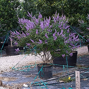 CHUXAY GARDEN 25 Seeds Vitex Agnus-castus 'Shoal Creek' Seeds,Chaste Tree,Monk's Pepper Tree,Chasteberry Hardy Deciduous Vase-Shaped Shrub Showy Accent Decorative Garden