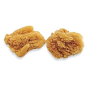 Natural Sea Sponges for Artists - Unbleached 5"-5.5" 2pc Value Pack: Great for Painting Decorating Texturing Sponging Marbling Effects Faux Finishes Crafts & More