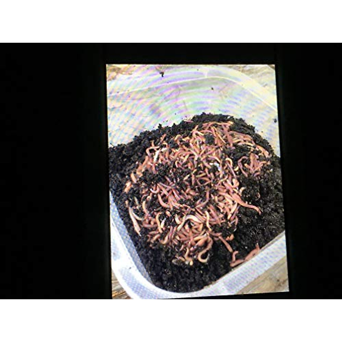 Worms Georgia Red Wiggler (1/2 Pound)