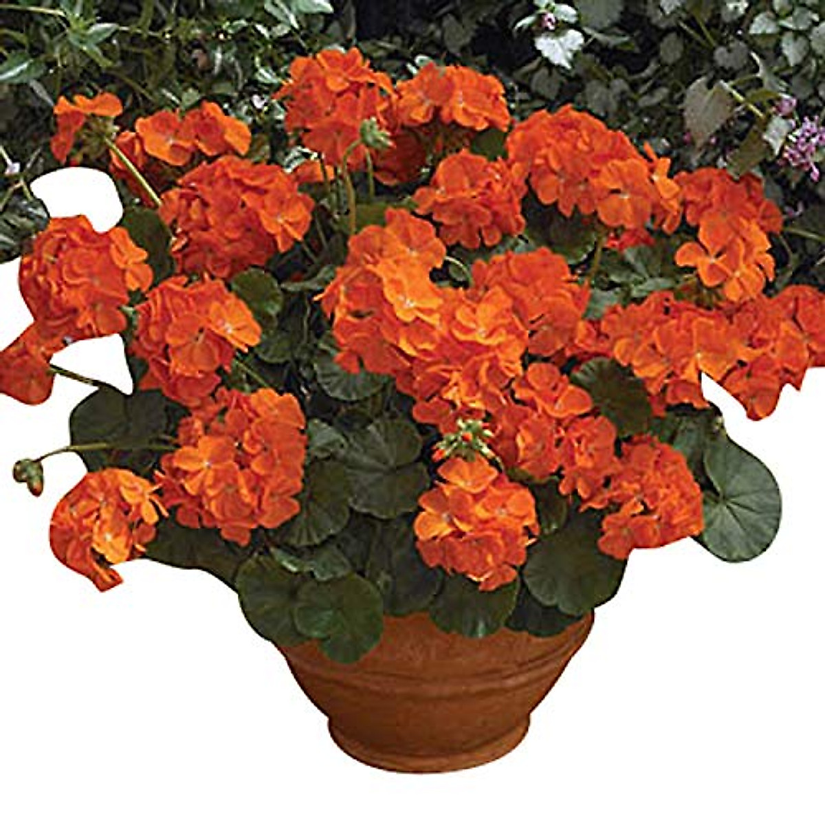 Geranium Seeds for Planting - Maverick Orange F1 Hybrid Non-GMO-100 Seeds - Orange Flowers - Drought Tolerant - Deer Resistant