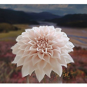 Dahlia Petal Cutter Set by WSA