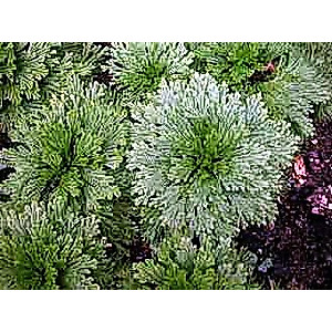 Rose of Jericho Resurrection Fern - Polypodium - Dinosaur Fern/Miracle Air Fern