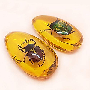 VORCOOL 5pcs Amber Fossil with Insects Samples Stones Crystal Specimens Home Decorations Collection Oval Pendant (Random Pattern)