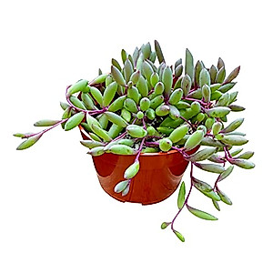 Live Succulent 4" Othonna Capensis Ruby Necklace, Succulents Plants Live, Succulent Plants Fully Rooted, House Plant for Home Office Decoration, DIY Projects, Party Favor Gift by The Succulent Cult