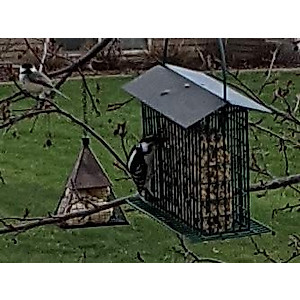 Songbird Treats Seed Bars | 1-2 lb Bird Seed Cakes for Wild Birds (Woodpecker Crunch)