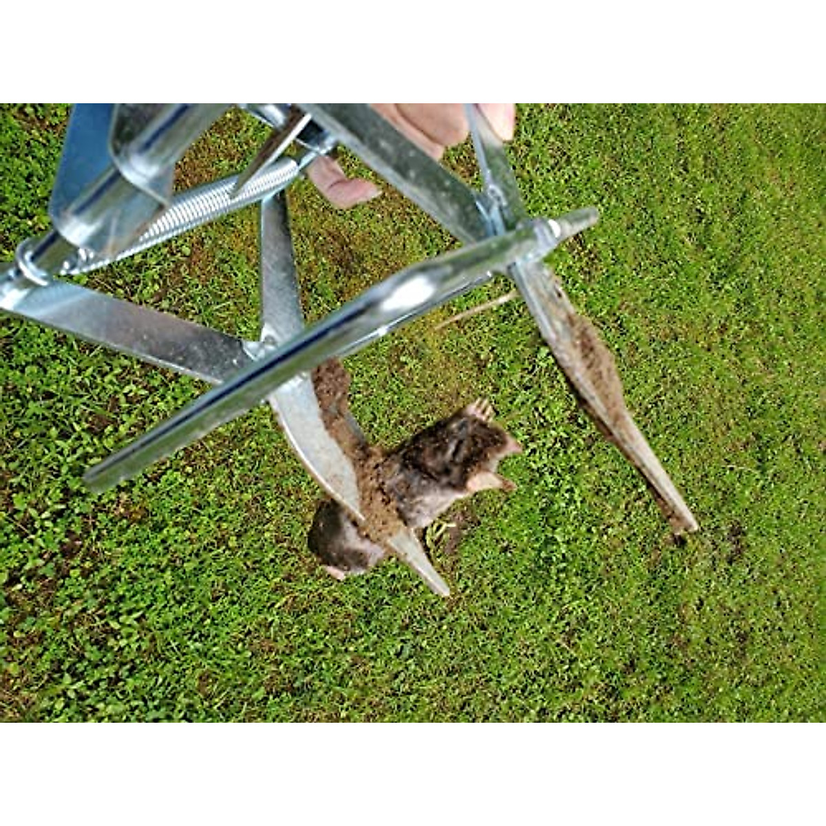 Garsum Mole Traps That Kill, EasySet Vole Gopher Trap for Lawns, Reusable Quick and Clean Kill,1 Eliminator Scissor Trap