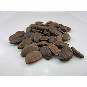 1105-Eastern Redbud Tree (Cercis Canadensis ‎) Seeds by Robsrareandgiantseeds UPC0764425786986 Non-GMO,Organic,USA-Grower,Bonsai, 1105 Package of 25 Seeds