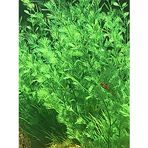 BEGONDIS 2Pcs Aquarium Decorations Fish Tank Artificial Water Plants Made of Soft Plastic, Safe for All Fish & Pets