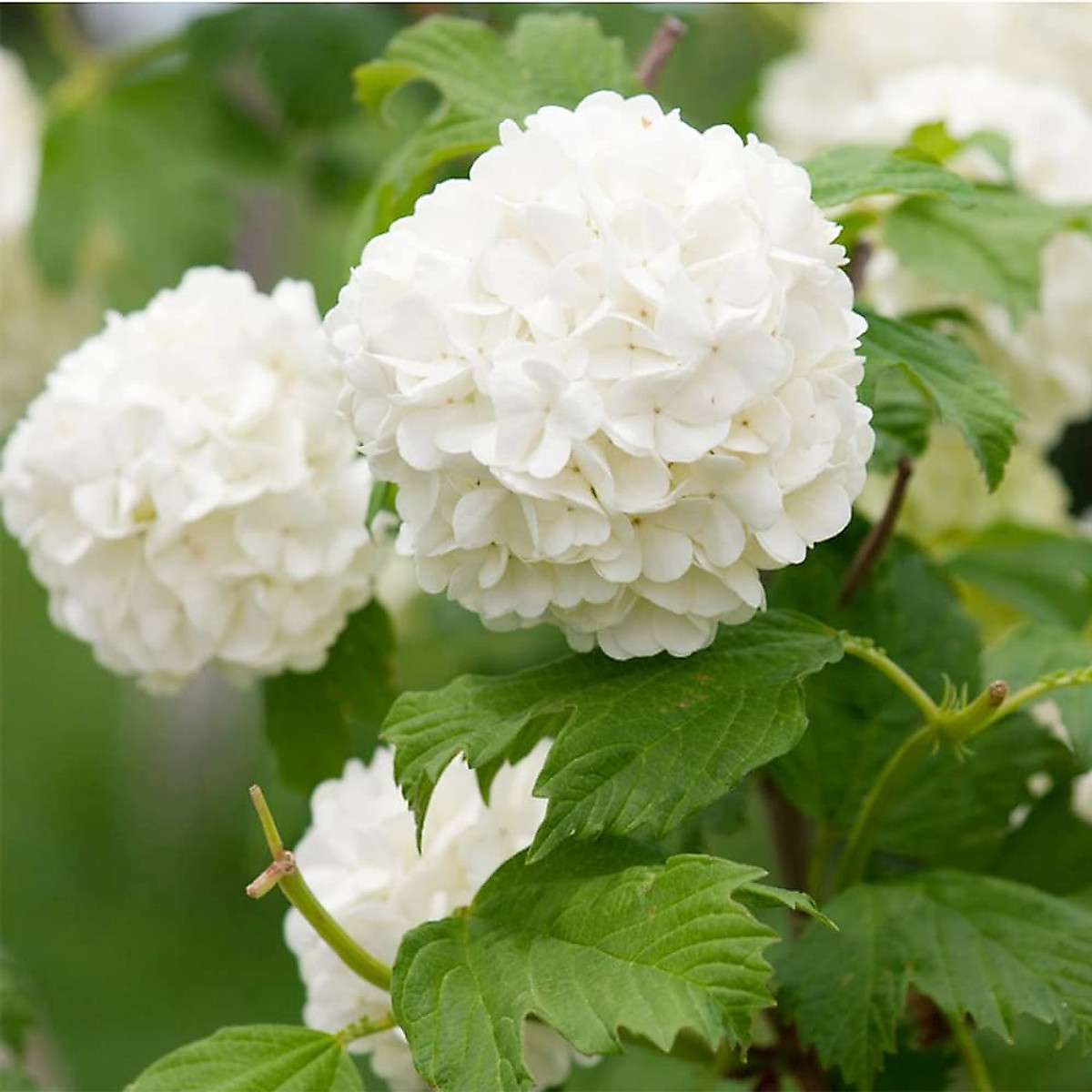QAUZUY GARDEN 50 Premium Hydrangea Seeds White Hortensia - Attractive Perennial Flowering Shrub Bush Tree - Attract Pollinators & Fast-Growing - Striking Accent Landscape Plant