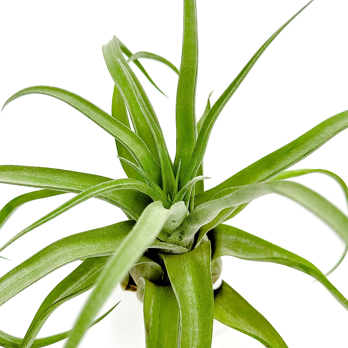 ragnaroc Live Air Plants - Tillandsia Streptophylla Jumbo – 1 count 5-9 inches – Ideal for gifts & presents, live indoor plants & live house-plants – live plants for home décor, 30 Day Guarantee