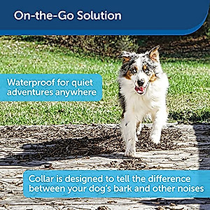 PetSafe Basic Bark Control Collar for Dogs 8 lb. and Up, Anti-Bark Training Device, Waterproof, Static Correction, Canine - Automatic Dog Training Collar to Decrease Barking, PBC-102