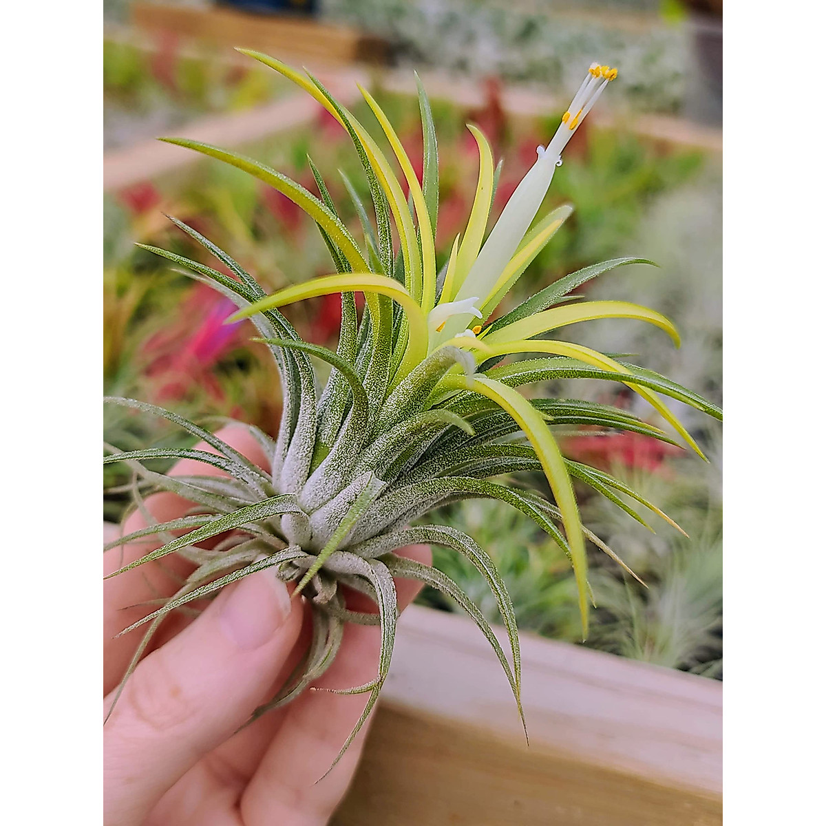 Live Air Plants - Ionantha Druid - 2 to 3 Inch Air Plant - Color & Form Varies by Season - 30 Day Guarantee on Tillandsia from The Drunken Gnome (One Size 2-3") (1)