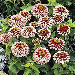 Outsidepride Zinnia Swizzle Cherry Ivory Heat & Drought Tolerant Garden Cut Flowers - 30 Seeds