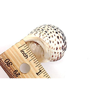 PEPPERLONELY 12PC Turbo Stripe Sea Shell, Hermit Crab Sea Shells, 1 Inch ~ 1-1/2 Inch