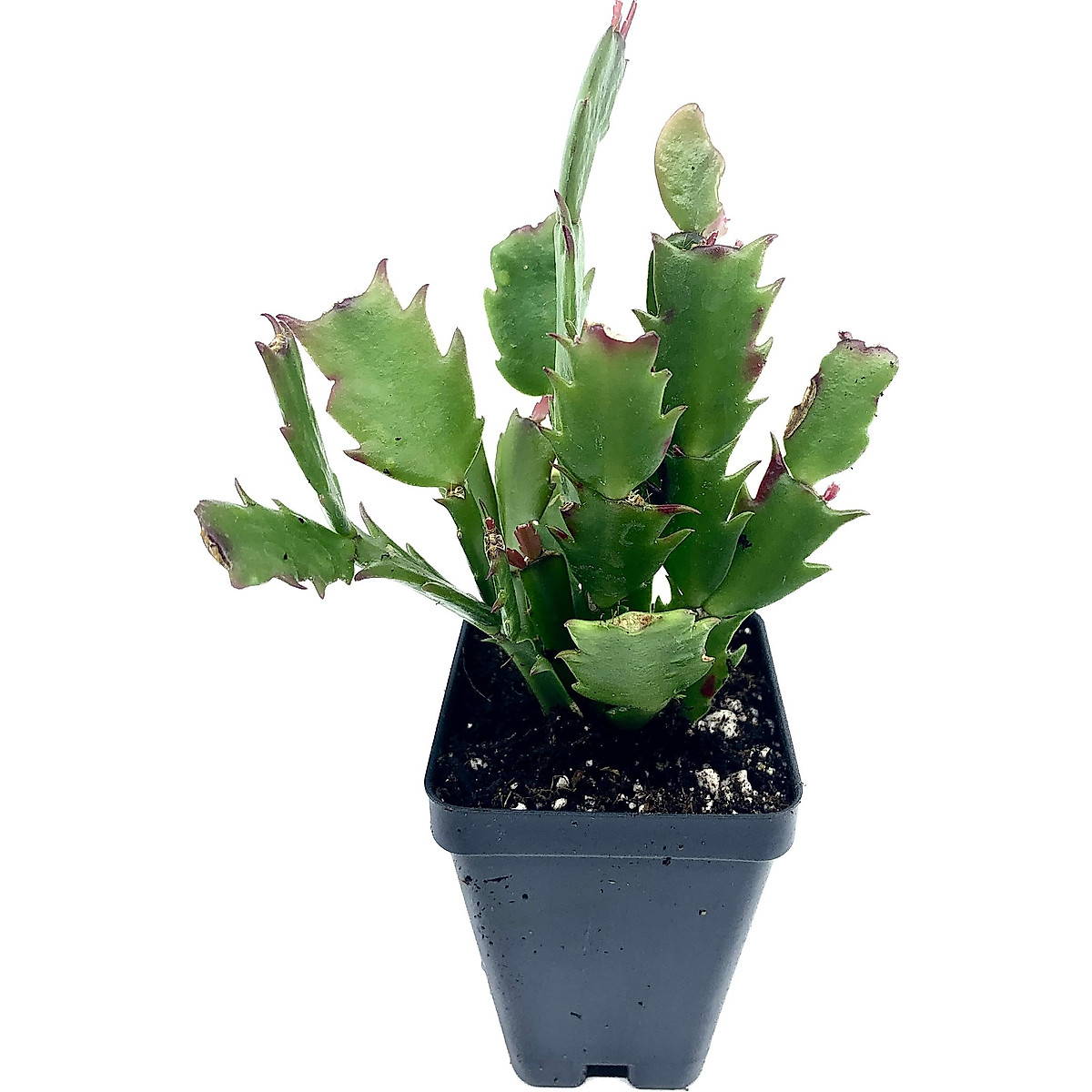 2" Peach Color Christmas Cactus Live Plant. (Peach)