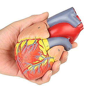 Merinden Human Heart Model for Anatomy,Working Heart Model,Human Body Heart Model with Magnets on Base,2-Part Life Size Anatomically Accurate Numbered Heart Medical Model with 48 Anatomical Structures