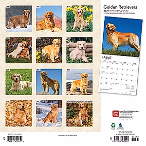 Golden Retrievers | 2024 12 x 24 Inch Monthly Square Wall Calendar | Foil Stamped Cover | BrownTrout | Animals Dog Breeds Retriever