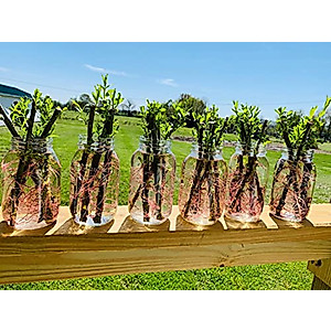 24 Hybrid Willow Trees. Austree Grows 12 Foot 1st Season. Create Instant Privacy Fence Hedge