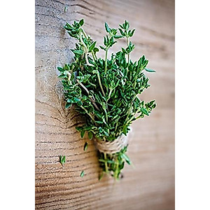 Seeds Common English Thyme Herbs for Planting Non GMO 500 Seeds