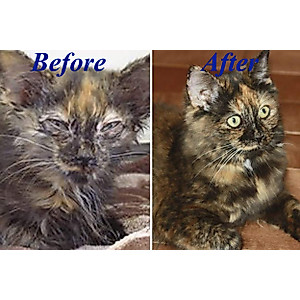 X2 Pcs(100ml) Multivitamin Daily Essential Cat Food Vitamins & Minerals Omega3, Helps Support Health, More Fat, Digestion, Skin, Coat, Allergy Immune Supplement Nourished Blood & Eye