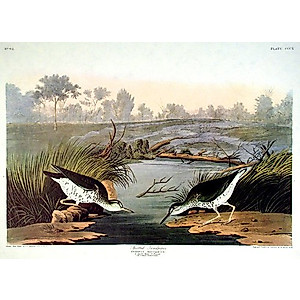 Spotted Sandpiper. From"The Birds of America" (Amsterdam Edition)