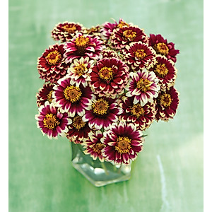 Burpee Color Crackle Zinnia Seeds 50 seeds