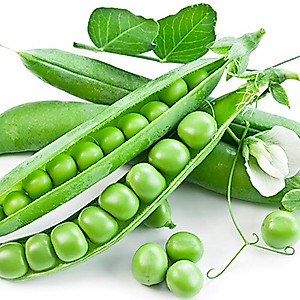Earthcare Seeds Peas Little Marvel Sweet Dwarf Bush Pea 50 Seeds (Pisum sativum) No GMO – Open Pollinated - Heirloom