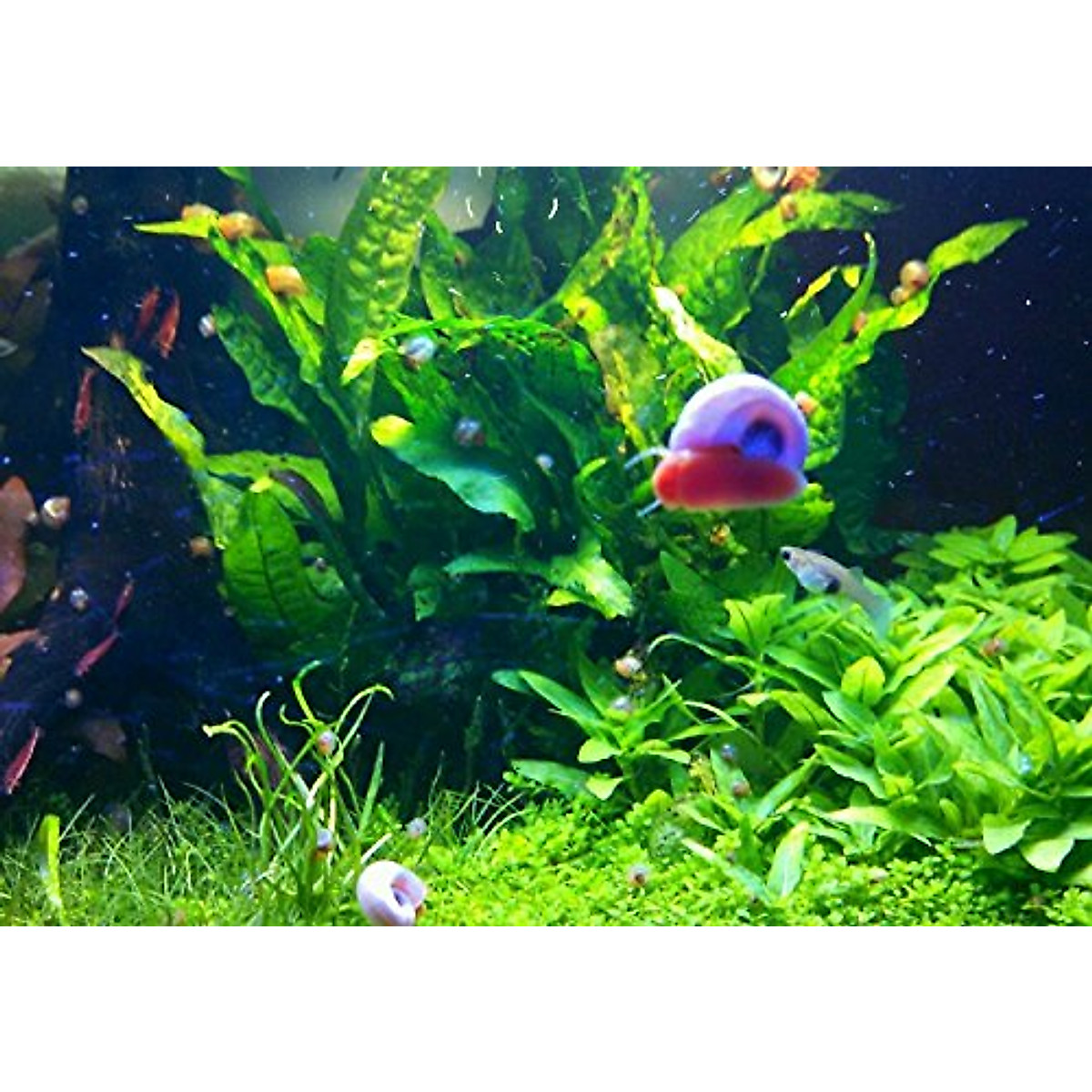 9+ Live Ramshorn Snails Aquarium or Pond, Algae Clean Up! Shipped Daily!