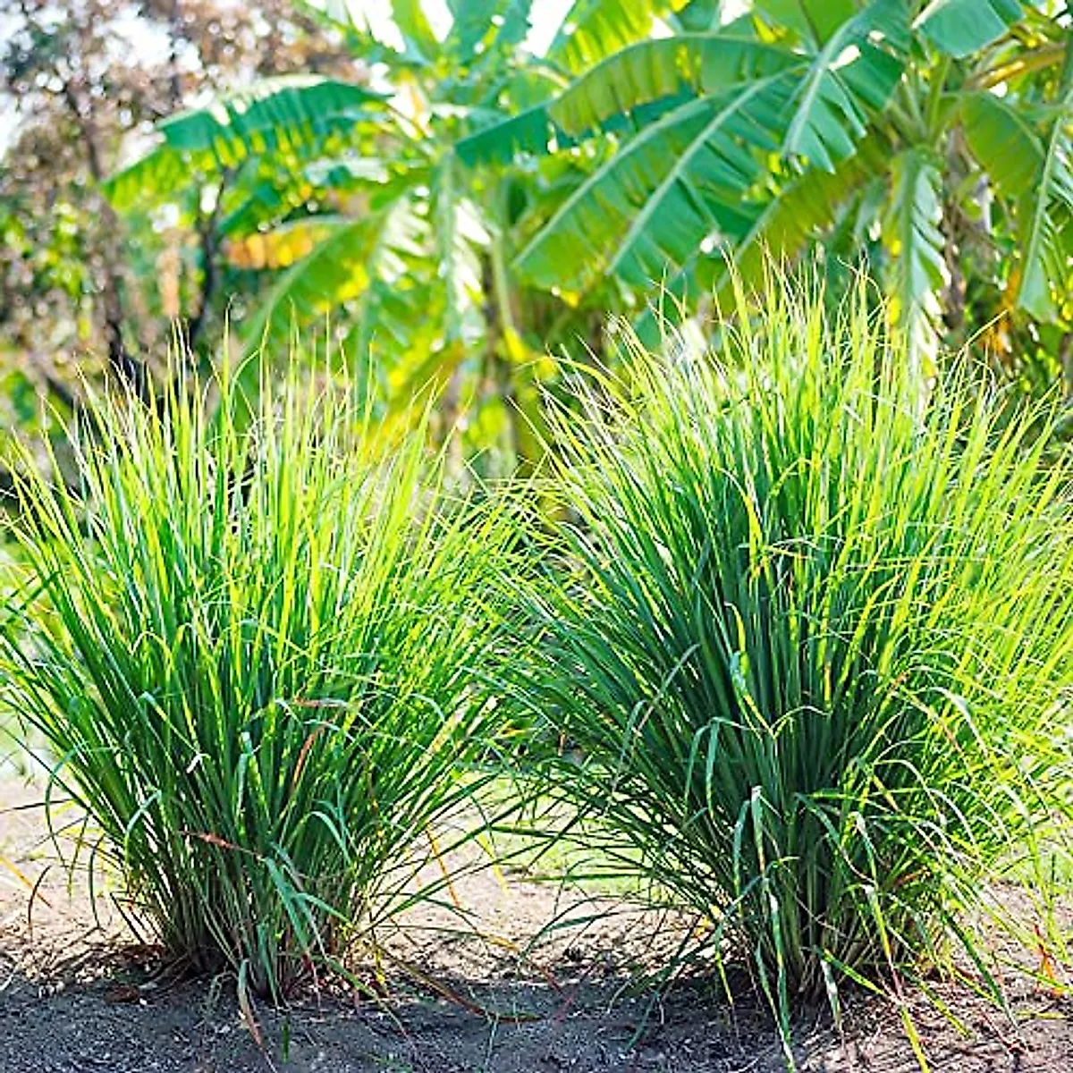 YEGAOL Garden 125Pcs Lemongrass Seeds Cymbopogon Citratus Edible Ornamental Cooking Fast-Growing Fragrant Drought Tolerant Perennial Annual Potted Patio Border Garden Plant Herb Seeds