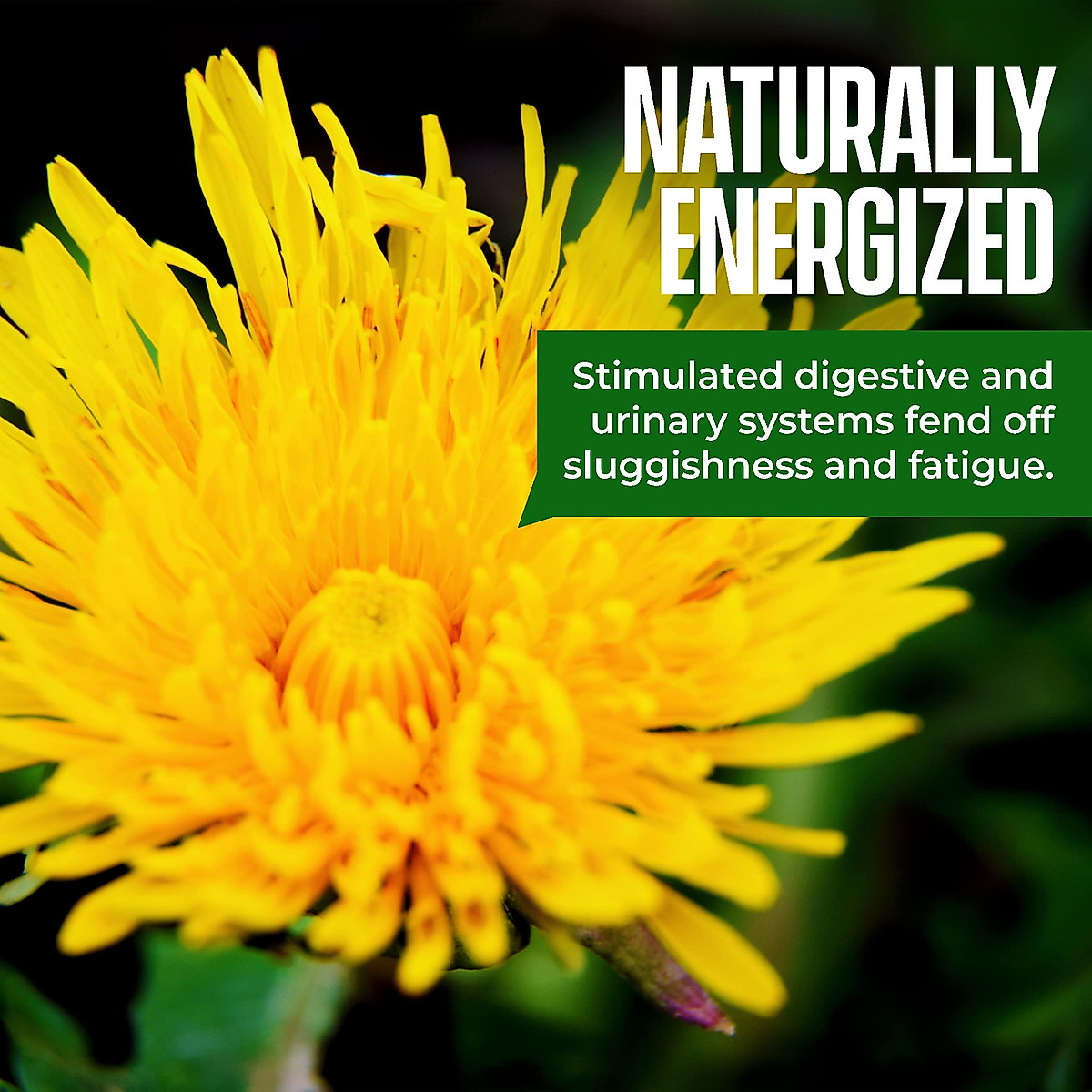 Dandelion Root Tea Detox Tea - Raw Organic Vitamin Rich Digestive - Helps Improve Digestion and Immune System - Anti-inflammatory and Antioxidant (Dandelion Root, (Pack of 1))