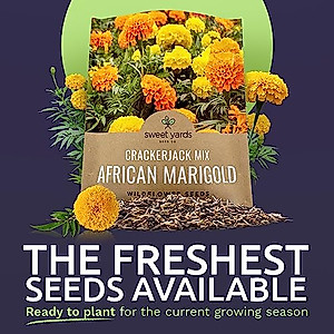 African Marigold Seeds Crackerjack Mix - Bulk 1 Ounce Packet - Over 10,000 Seeds - Huge Orange and Yellow Blooms