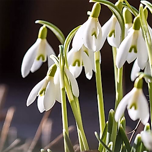 YEGAOL Garden 50Pcs Snowdrop Seeds Galanthus Nivalis Seeds Hardy Low Maintenance Deer & Rabbit Resistant Perennial Indoor Beds Border Plant Ground Covers Flower Seeds