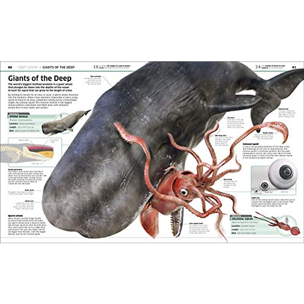 Knowledge Encyclopedia Ocean! (DK Knowledge Encyclopedias)