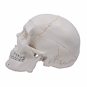 EISCO Numbered Human Skull Model - Medical Quality - 3 Parts w/Removable Calvaria, Articulated Mandible, Painted Sutures, 55 Numbered Features - Anatomy Skull, Plastic Skull Replica, Life Size Skull