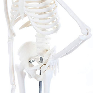 Anatomy Lab Human Skeleton Model, 19" Desktop Skeleton Has Movable Arms and Legs, Details Basic Human Skeletal System with Display Stand