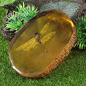IMIKEYA Amber Fossil with Insects Samples Stones Crystal Specimens Home Decorations Collection Pendant Dragonfly