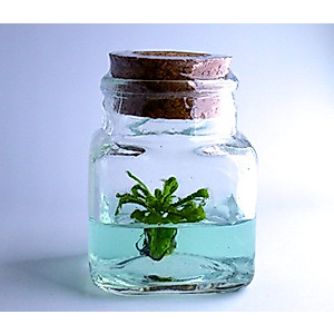 Venus Fly Trap, Maintenance Free, 100% Growth Guarantee