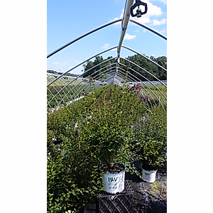Proven Winners - Syringa x Bloomerang Dark Purple (Reblooming Lilac) Shrub, dark purple flowers, #3 - Size Container