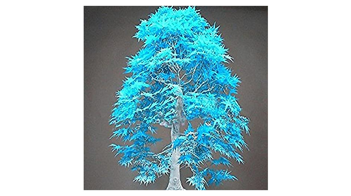 Blue Maple Tree Seeds - Easy to Grow Dwarf Acer for Garden & Bonsai