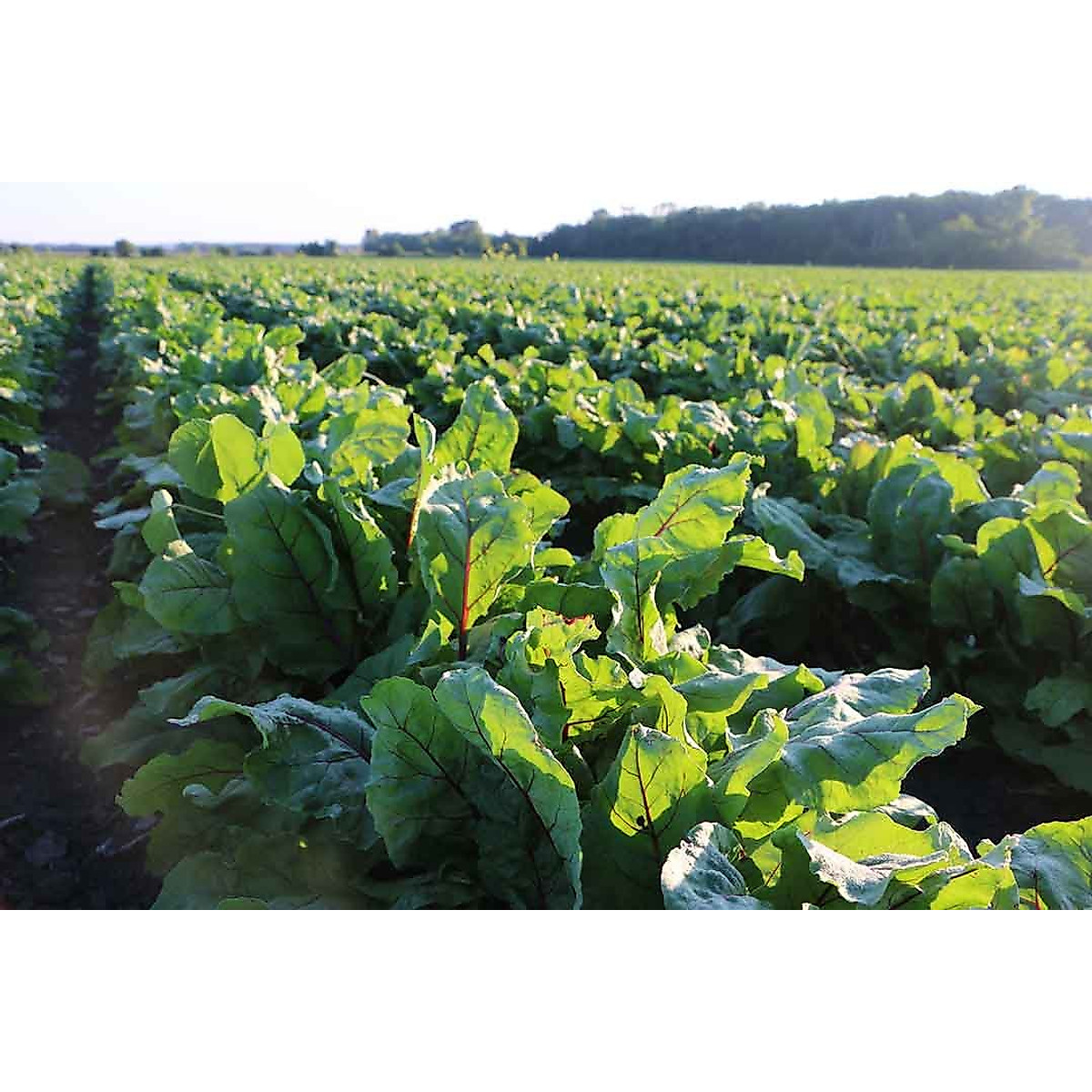 Standard Process Inc. Tuna Omega-3 Oil EPA and DHA - Whole Food Support, Brain Health and Brain Support, Eye Health, Skin Health and Hair Health with Tuna Oil - Gluten Free - 120 Softgels