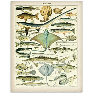 Vintage French Fish Illustrations - Poissons - by Adolphe Mallot - 11x14 Unframed Art Print - Great Gift and Decor for Lake & Beach House, Cabin and Fishermen Under $15