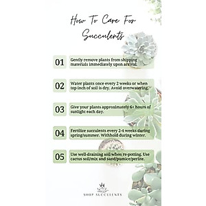 Shop Succulents | Unique Collection of Live Succulent Plants, Hand Selected Variety Pack of Mini Succulents | Collection of 20