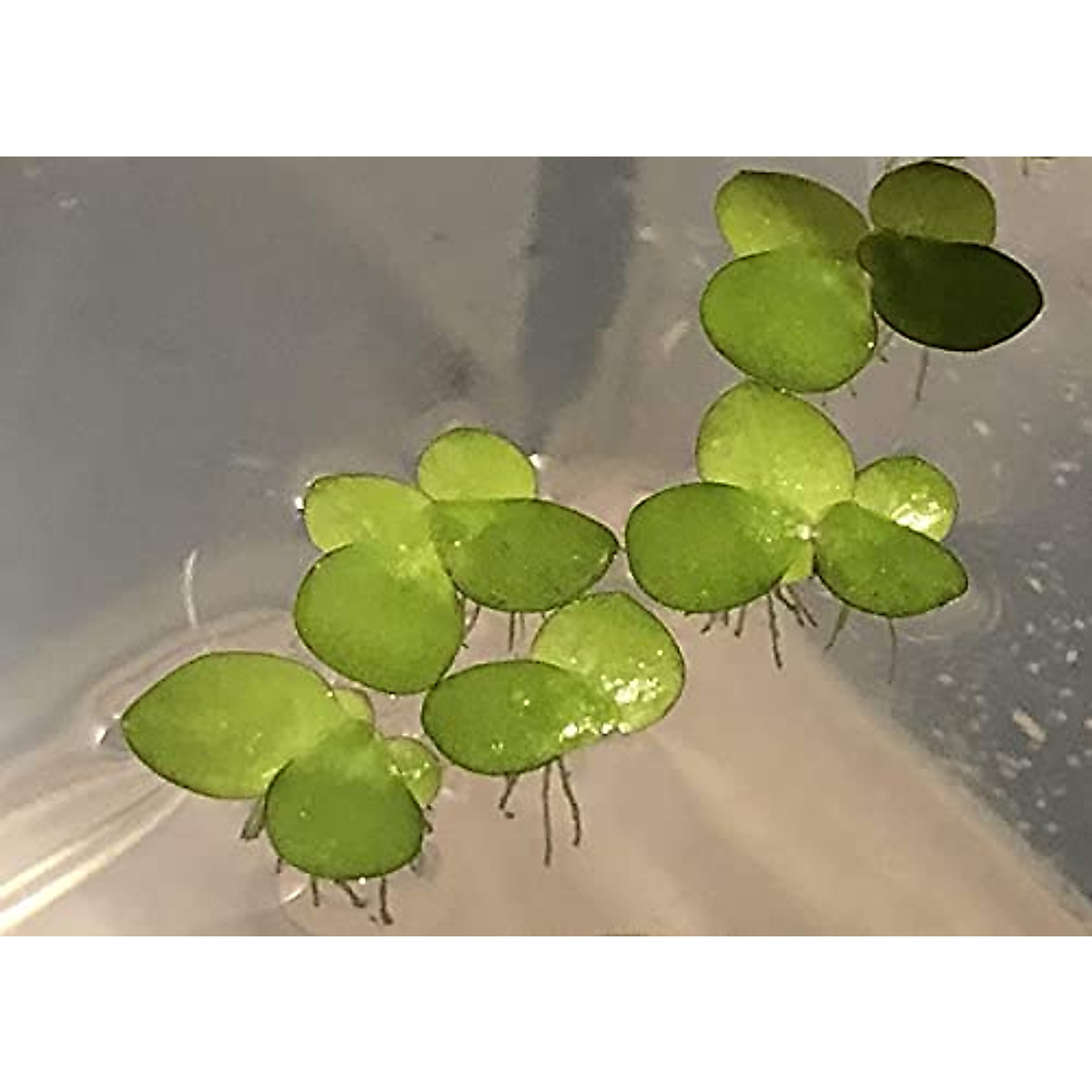 40+ Giant Duckweed (Spirodela polyrhiza) Live Floating Plants for Aquarium or Pond by TMDFishKeeping
