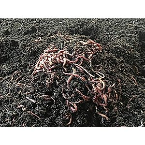 Worms 1 Pound Red Wiggler