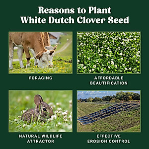 Nature’s Seed White Dutch Clover Seed, Drought Tolerant Ground Cover, Low Maintenance Garden Yard Lawn Alternative, 5000 sq ft