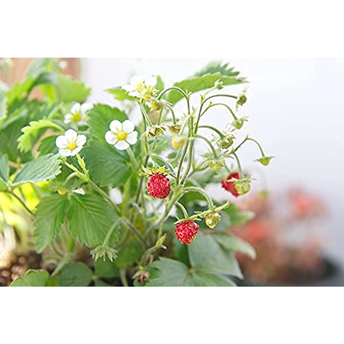 Strawberry Seeds, Woodland Wild Strawberry Fruit/Plant Seeds, 150 Strawberry Seeds Per Packet, Non GMO Seeds, (Fragaria vesca), Isla's Garden Seeds