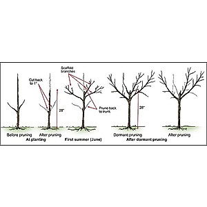 Florida King Peach Tree - 1 Gallon, 2'-3'ft Tall Potted Plant Established Roots - No Ship California - Prunus persica ‘Florida King, Fast Growing Tree, Easy Care, Fruit Tree, Orchard